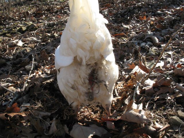 Cleaning a dirty butt..... | Page 5 | BackYard Chickens - Learn How to ...