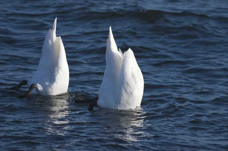 duck.bottoms.original.jpg -- July 6, 2008 5:52 pm -- 489k