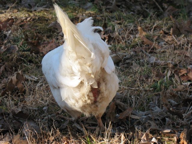 Cleaning a dirty butt..... | Page 5 | BackYard Chickens - Learn How to ...