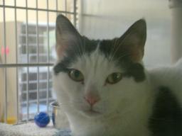 93657 Miss Kitty (was Binx 76903) adopted