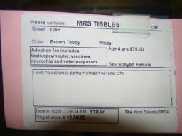117030 Mrs. Tibbles