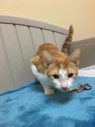 125788 Madame Zelda at York PetSmart